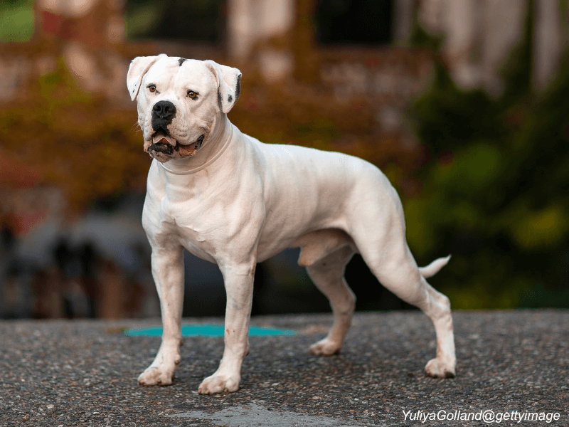 American Bulldog
