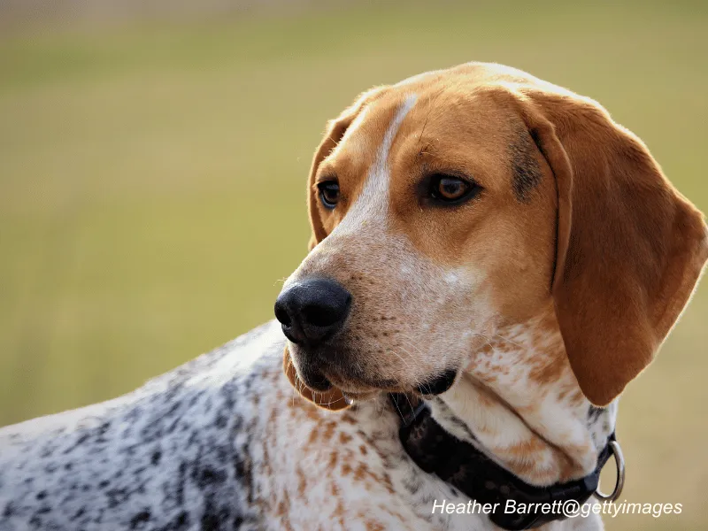 American English Coonhound