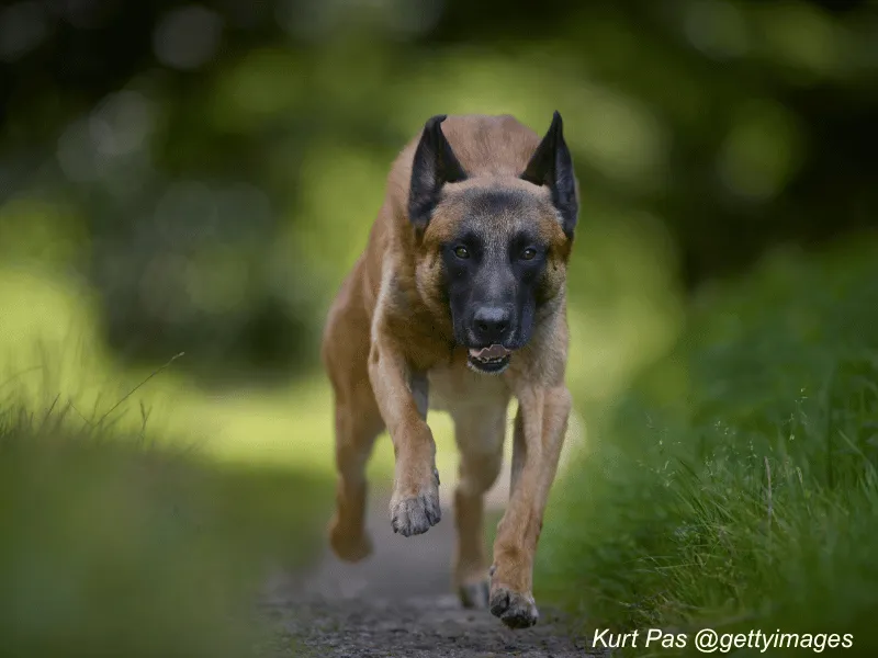 Belgian Malinois