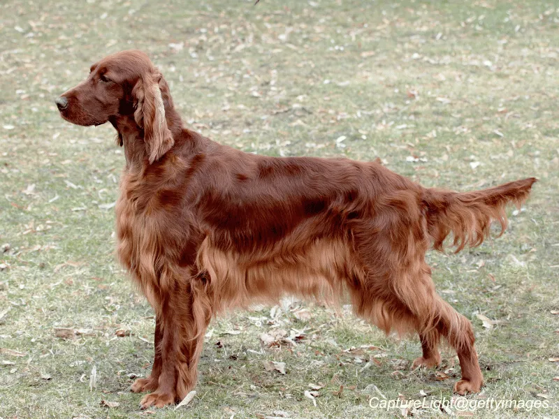 Irish Setter
