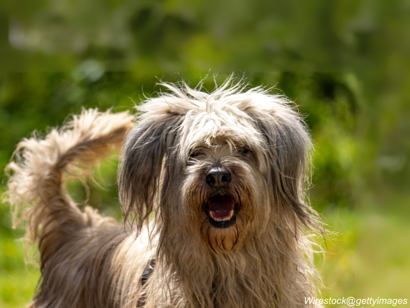 Portuguese Sheepdog