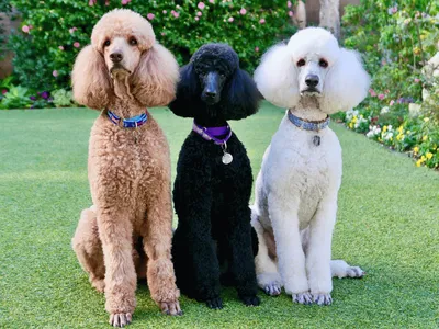Standard Poodle | Most Popular Hypoallergenic Family Dog