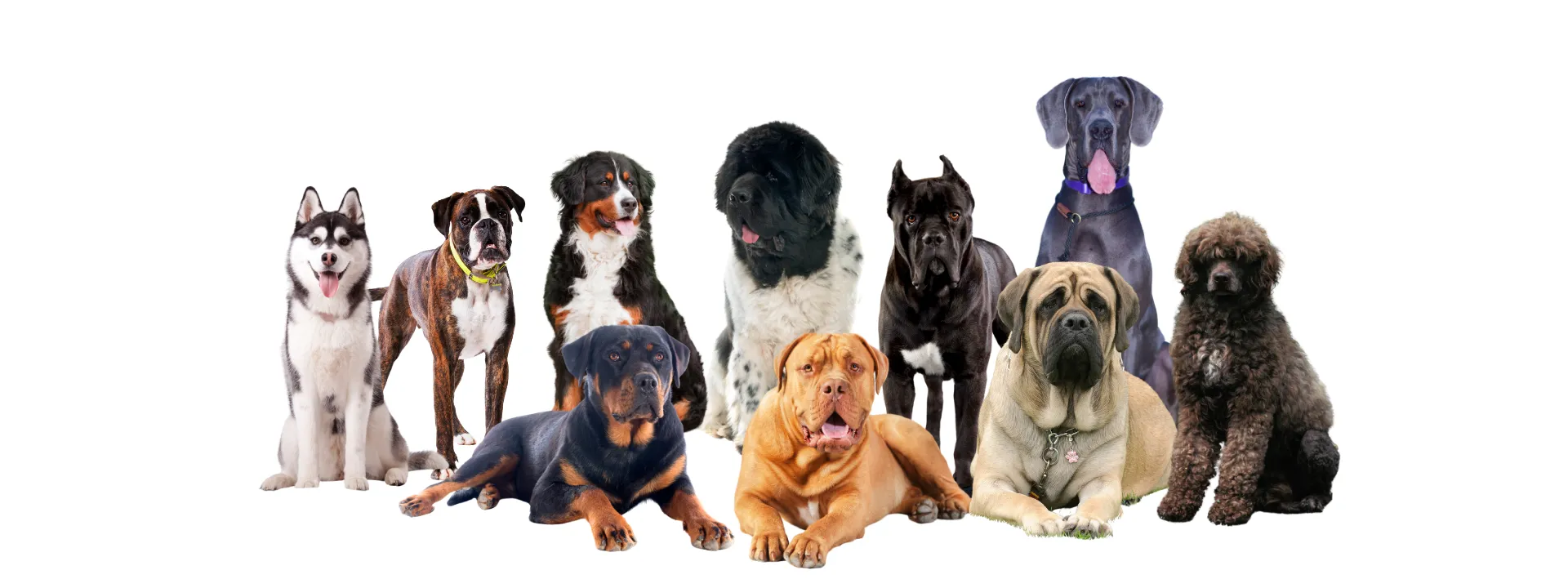 AKC & CKC Working Group | Top 20 Most Popular Breed